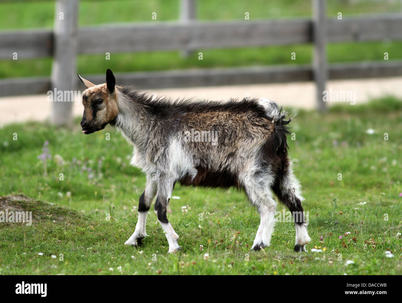 Cute farm animal hi-res stock photography and images - Alamy