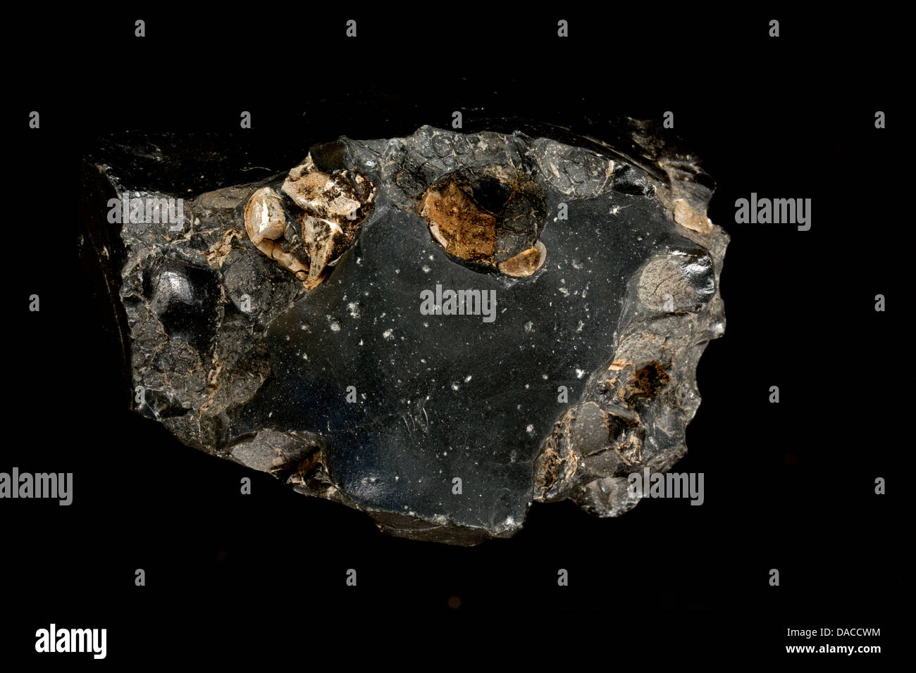 Obsidian with Cristobalite Sphenoids, Malheur County, Oregon Stock ...