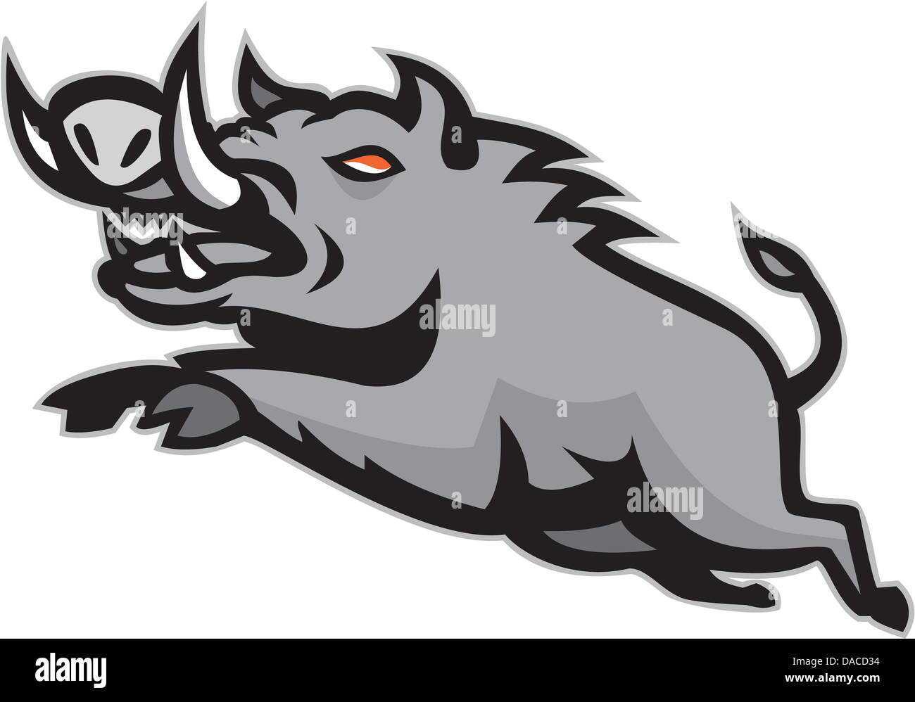 Illustration of a wild pig boar razorback jumping on isolated ...