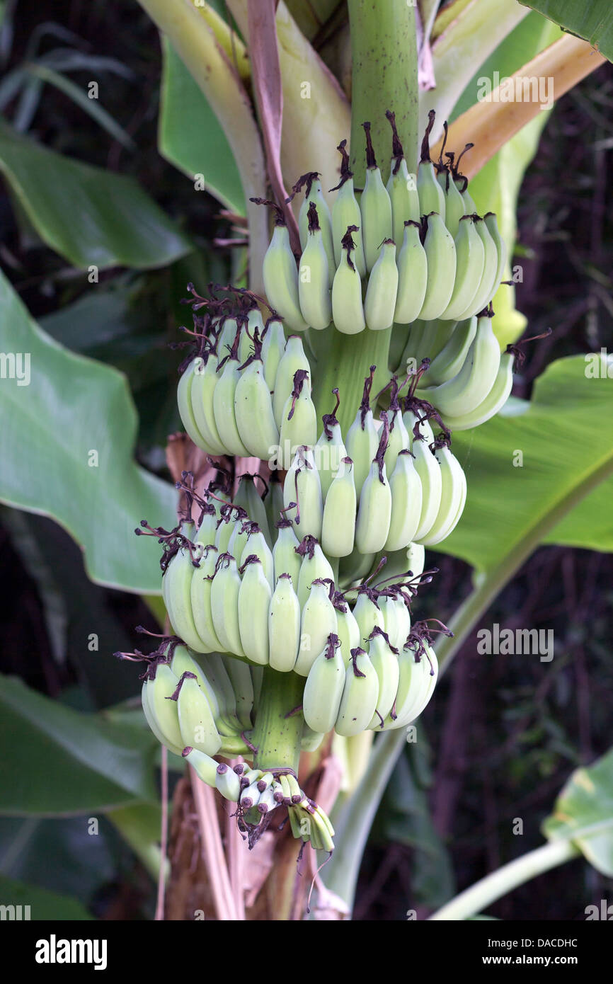 Banana tree with a bunch of bananas Stock Photo - Alamy