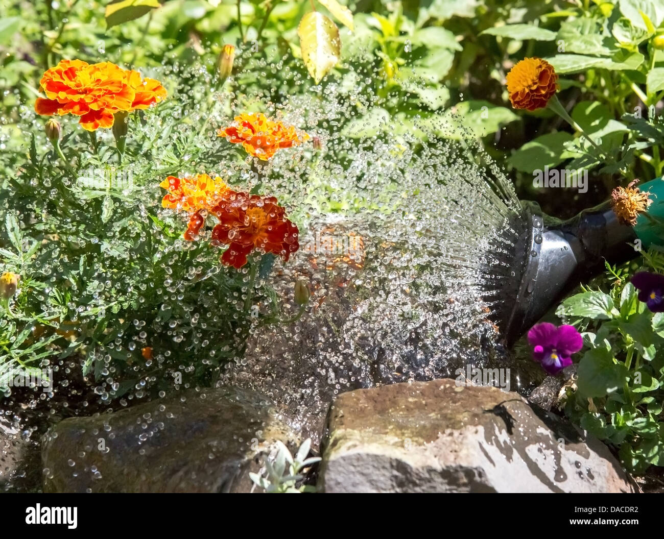 Garden pour hi-res stock photography and images - Alamy