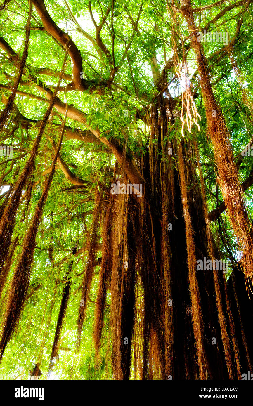 Gigant tree hi-res stock photography and images - Alamy