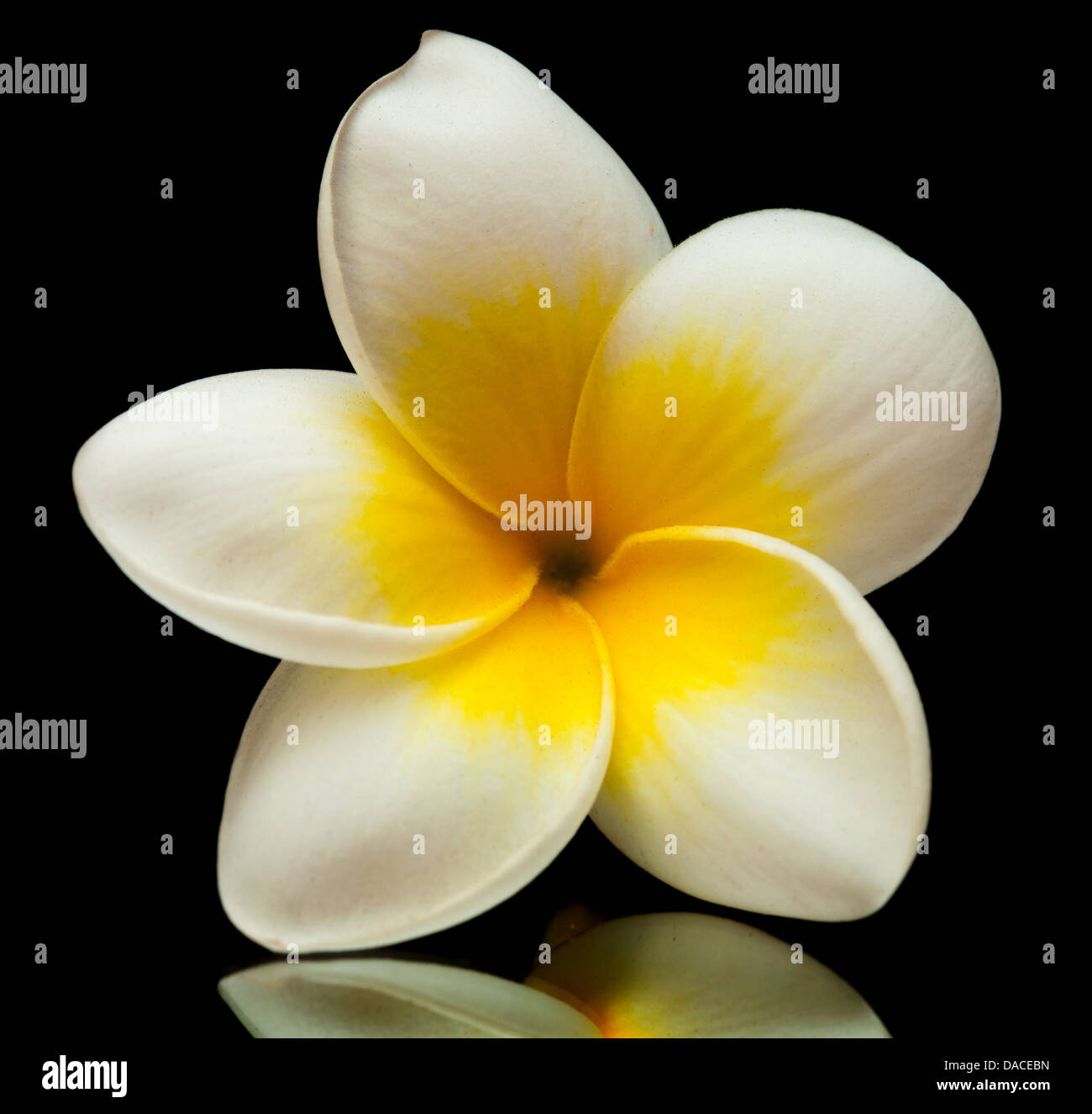 Frangipani tree cut out hi-res stock photography and images - Alamy