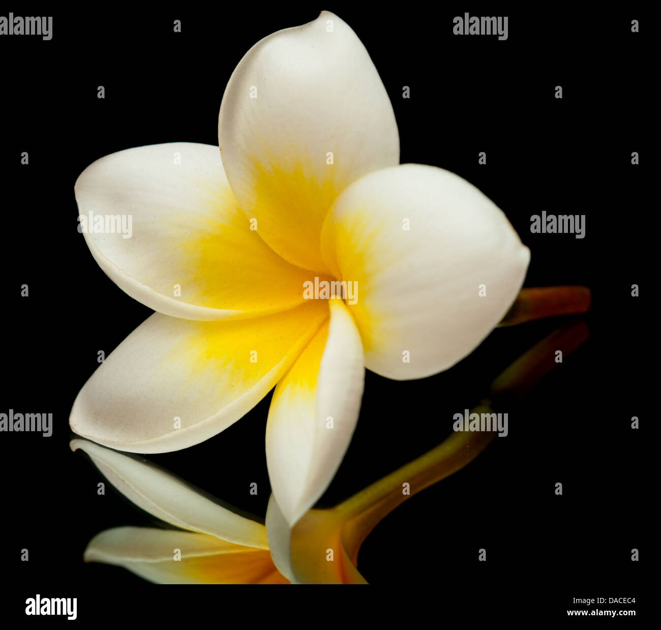 White chafa hi-res stock photography and images - Alamy