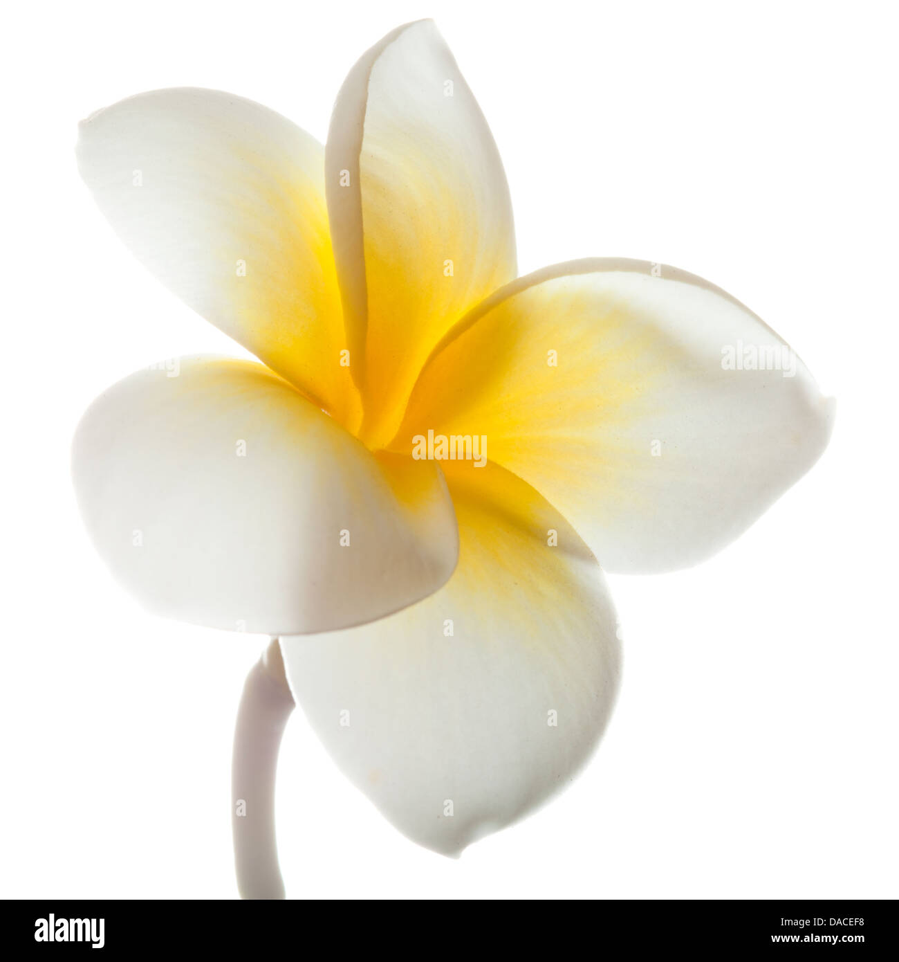 White chafa hi-res stock photography and images - Alamy