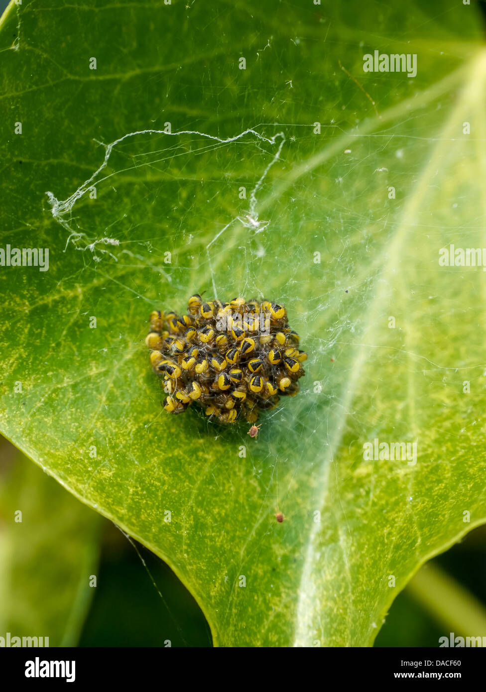 A Nest of Garden Spider spiderlings on a leaf Stock Photo - Alamy