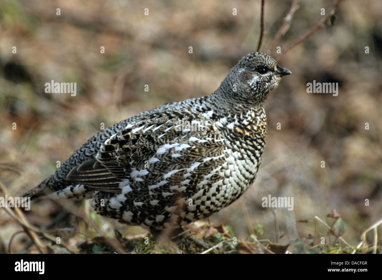 spruce grouse in Interior Alaska Boreal forest Stock Photo - Alamy