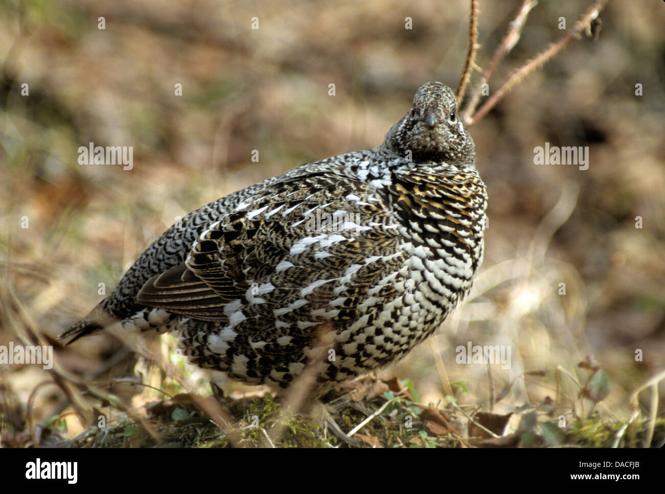 spruce grouse in Interior Alaska Boreal forest Stock Photo - Alamy