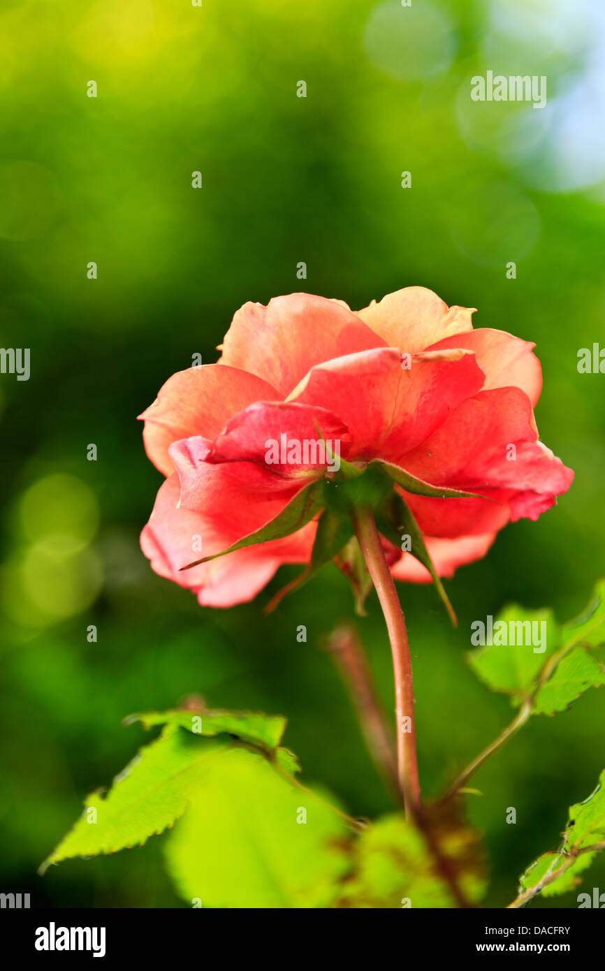Close up underneath a red rose flower Stock Photo - Alamy