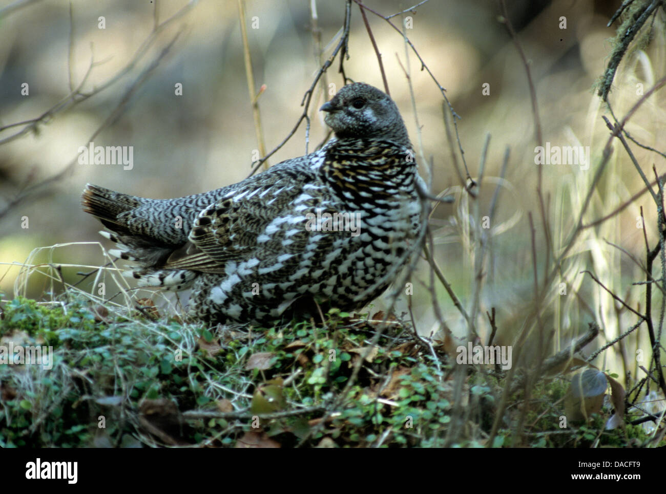 spruce grouse in Interior Alaska Boreal forest Stock Photo - Alamy