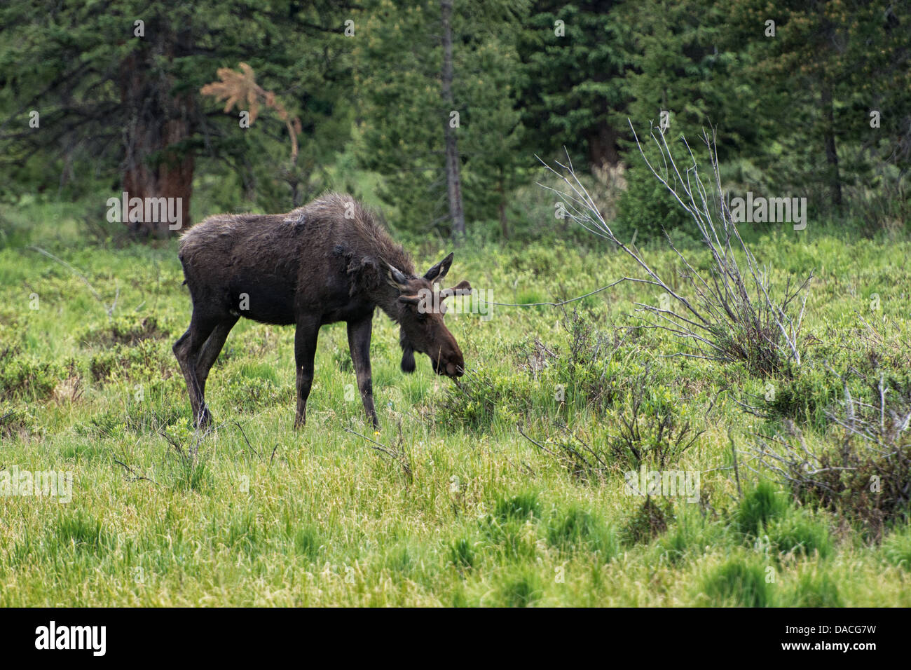 Young male moose hi-res stock photography and images - Alamy
