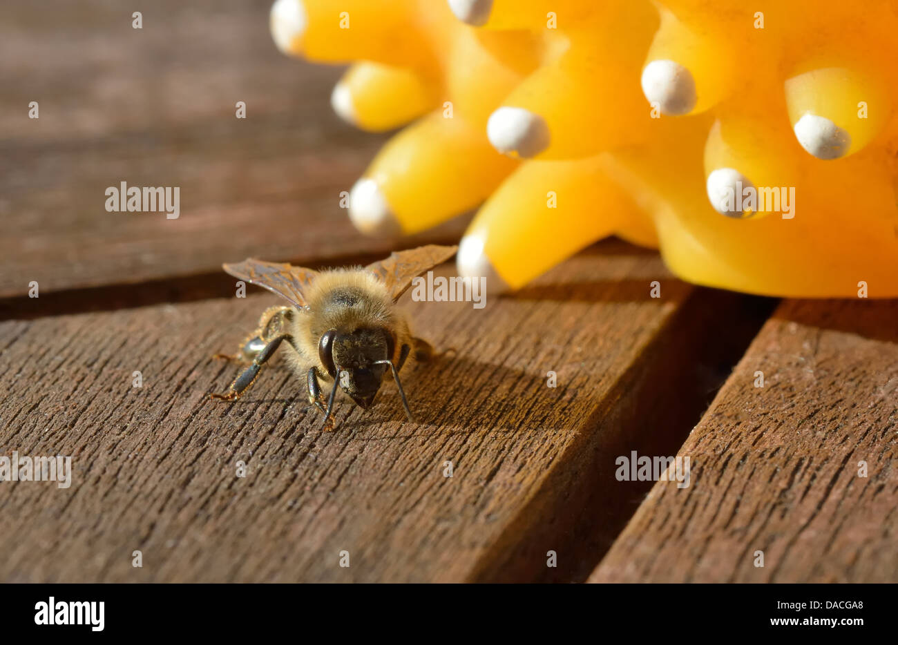 A honeybee on a wooden table Stock Photo - Alamy