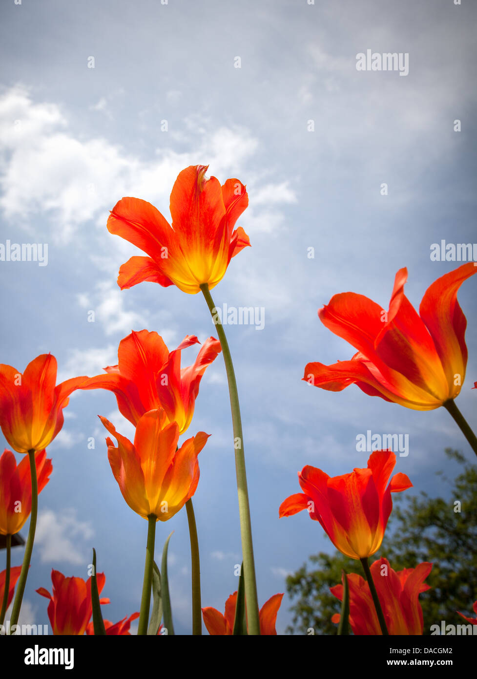 Red tulip blooms hi-res stock photography and images - Alamy
