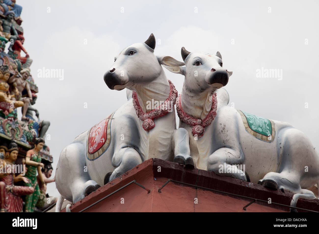 Sacred cow hindu singapore hi-res stock photography and images - Alamy