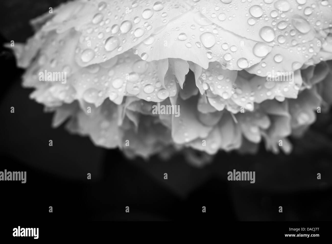 Petal petals flower Black and White Stock Photos & Images - Alamy