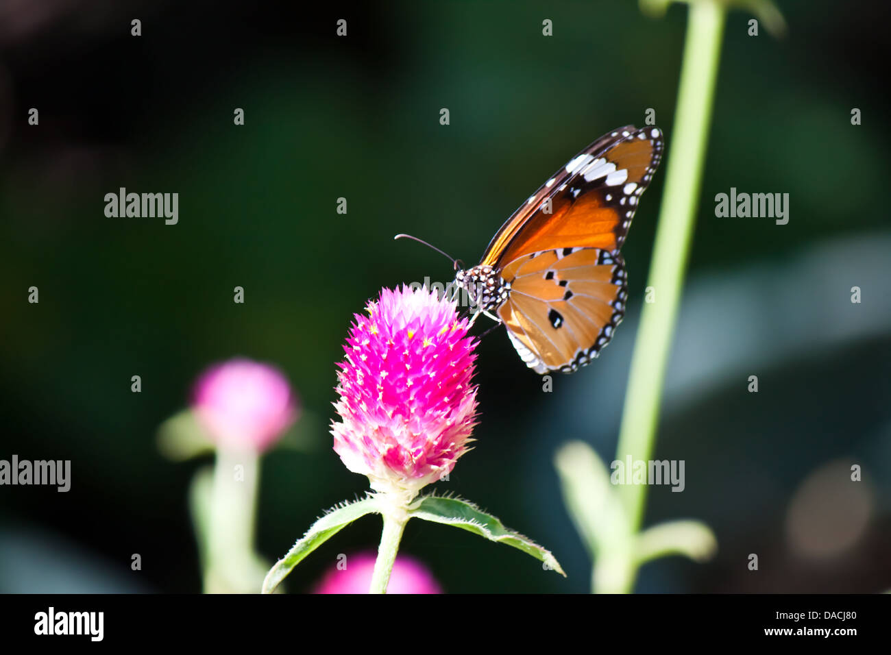 butterfly with flower Stock Photo - Alamy