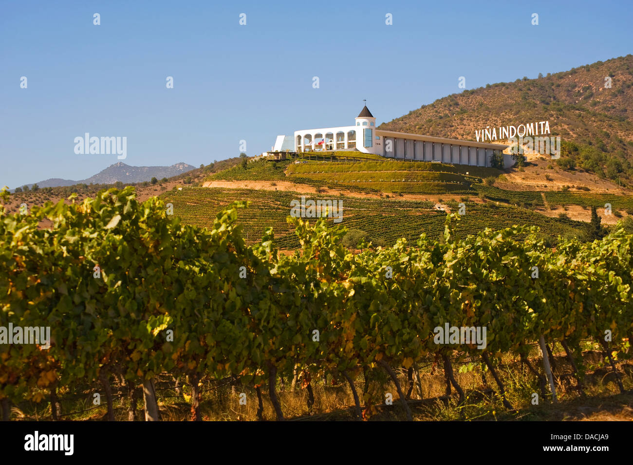 Indomita vineyard, Chile Stock Photo - Alamy