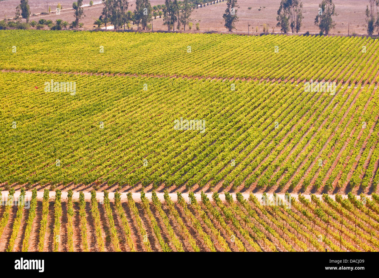 Indomita vineyard hi-res stock photography and images - Alamy