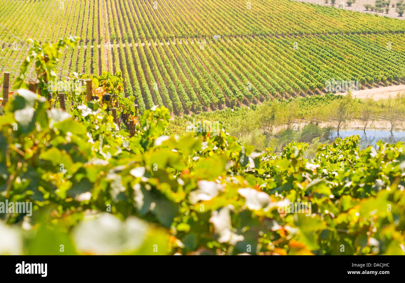 Indomita vineyard hi-res stock photography and images - Alamy