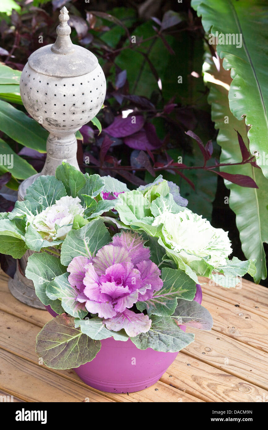 Heads of purple and white ornamental kale in a purple pot Stock Photo ...