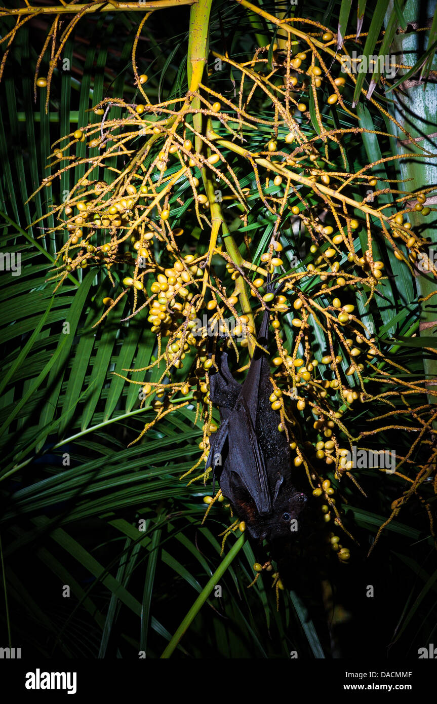 Black Flying Fox (Pteropus alecto)feeding on palm tree seeds, Brisbane ...