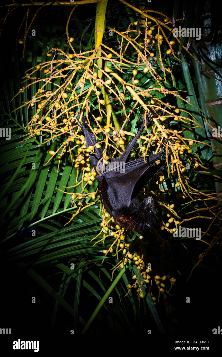 Black flying fox hi-res stock photography and images - Alamy