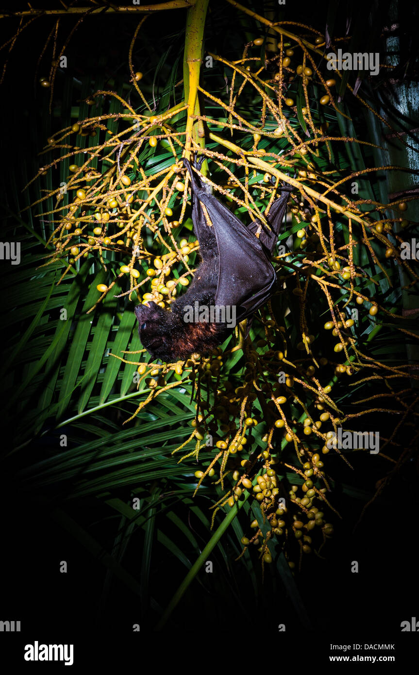 Black Flying Fox (Pteropus alecto)feeding on palm tree seeds, Brisbane ...