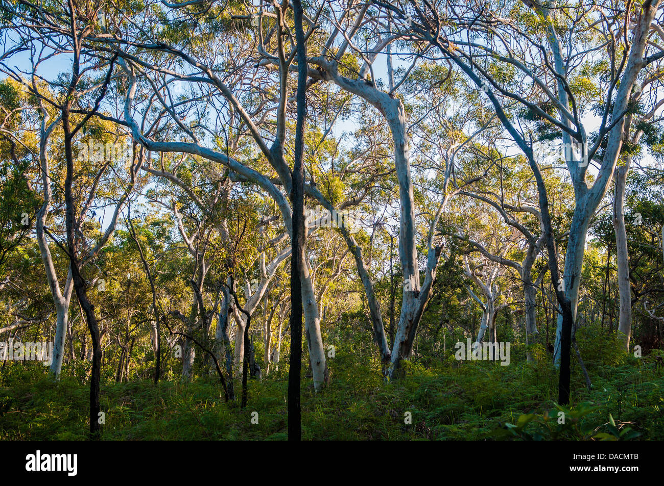Scribbly Gum & Grass Trees in forest, Moreton Island, Queensland ...