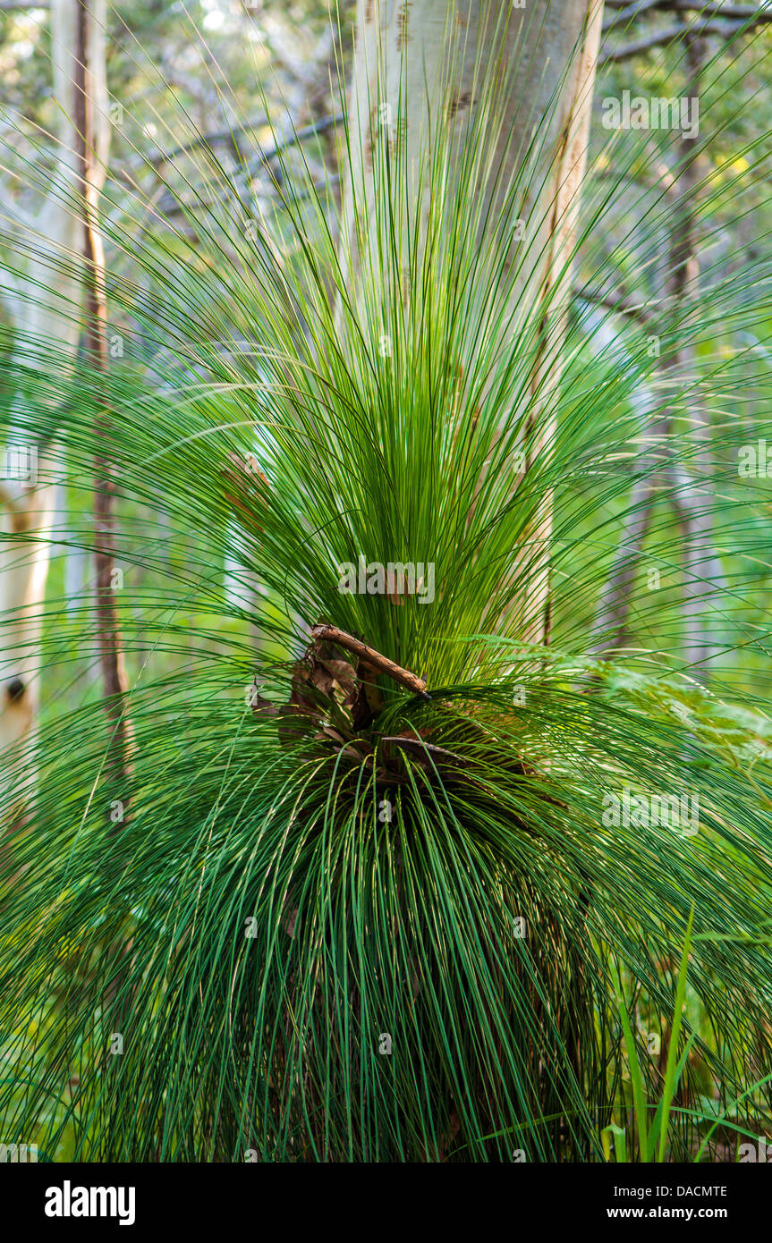 Scribbly Gum & Grass Trees in forest, Moreton Island, Queensland ...