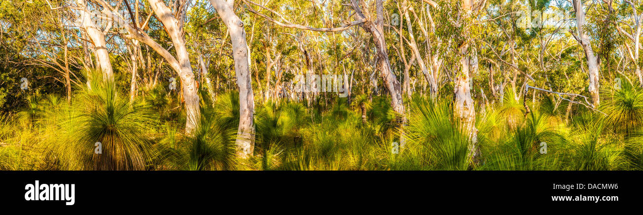Scribbly Gum & Grass Trees in forest, Moreton Island, Queensland ...