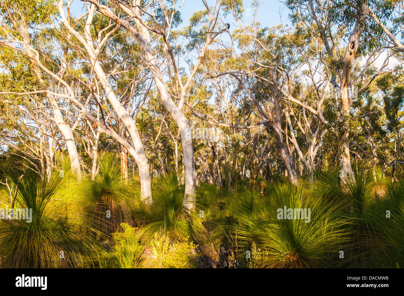 Scribbly Gum & Grass Trees in forest, Moreton Island, Queensland ...