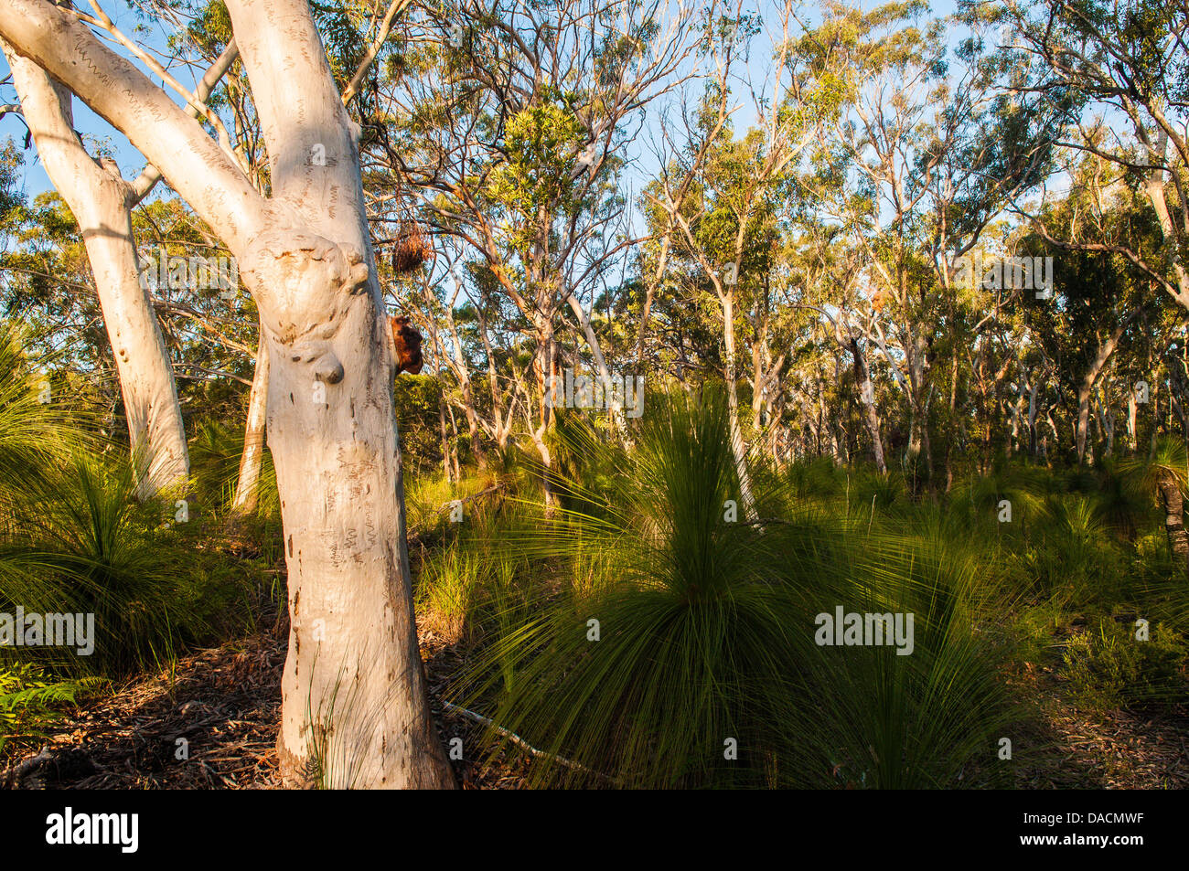 Scribbly Gum & Grass Trees in forest, Moreton Island, Queensland ...