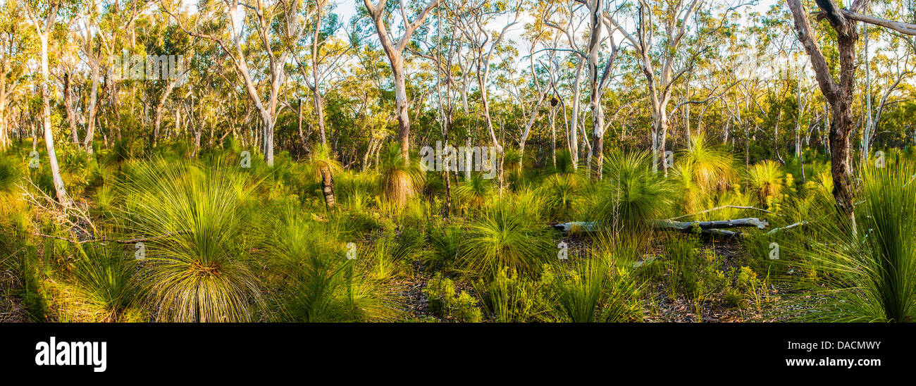 Scribbly Gum & Grass Trees in forest, Moreton Island, Queensland ...
