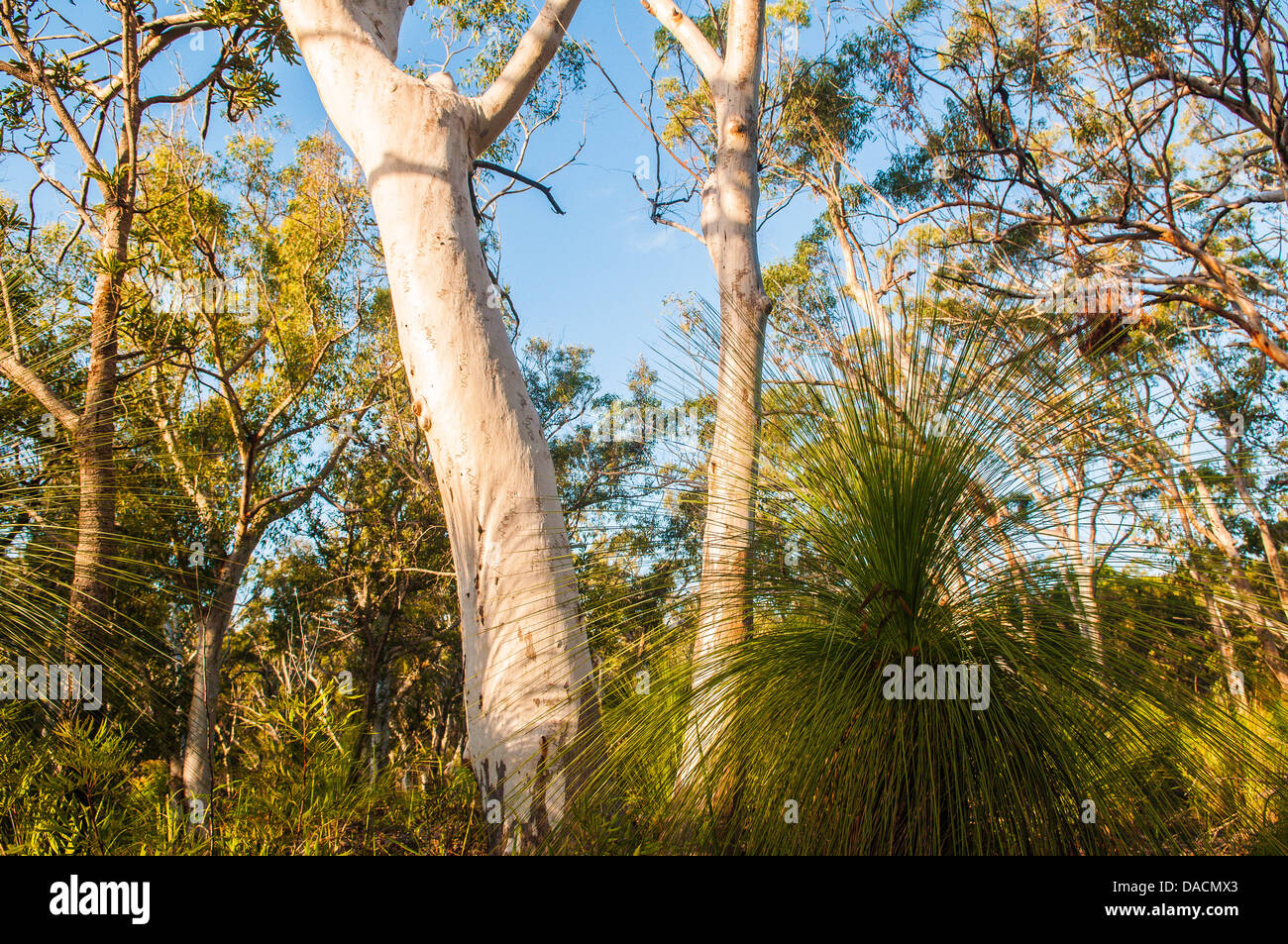 Scribbly Gum & Grass Trees in forest, Moreton Island, Queensland ...