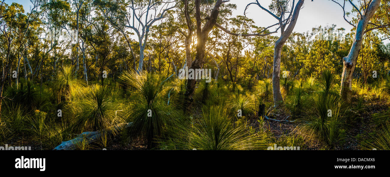 Scribbly Gum & Grass Trees in forest, Moreton Island, Queensland ...