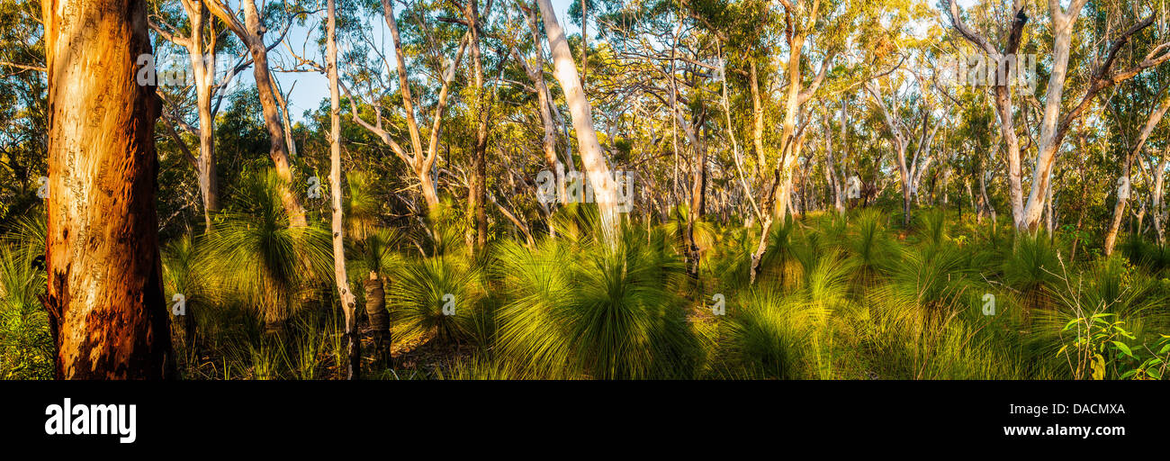 Scribbly Gum & Grass Trees in forest, Moreton Island, Queensland ...