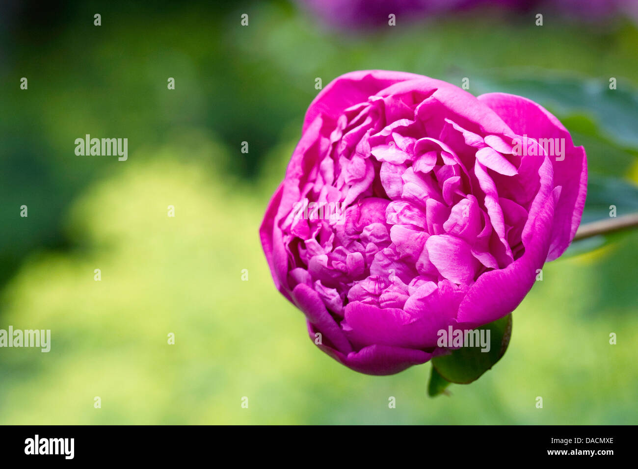 English peony hi-res stock photography and images - Alamy