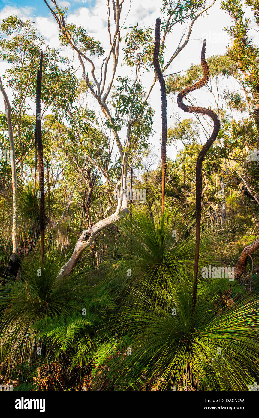 Mt. Tempest, Moreton Island, Queensland, Australia Stock Photo - Alamy