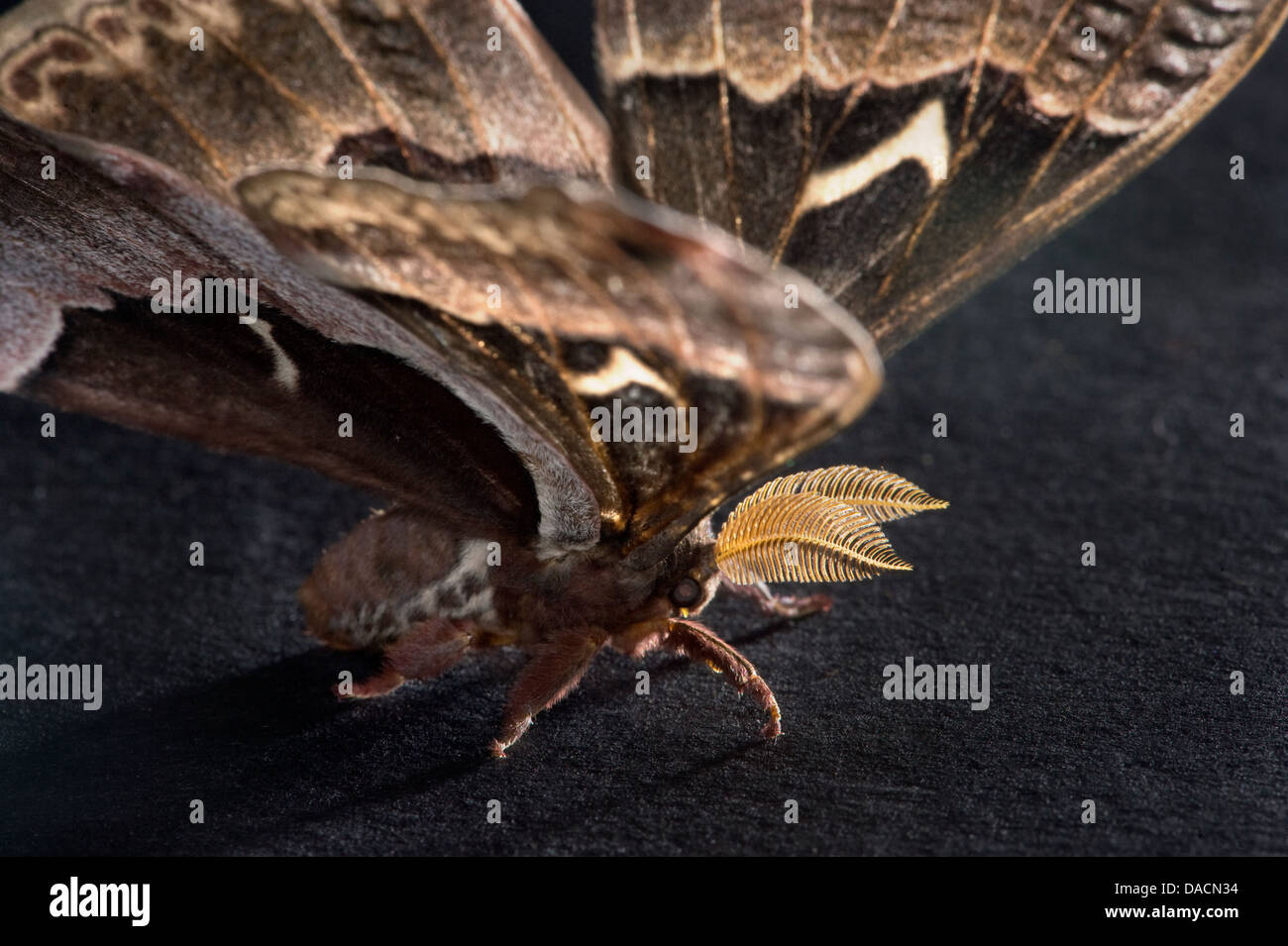 side view of a Brown promethea moth (Callosamia promethea Stock Photo ...