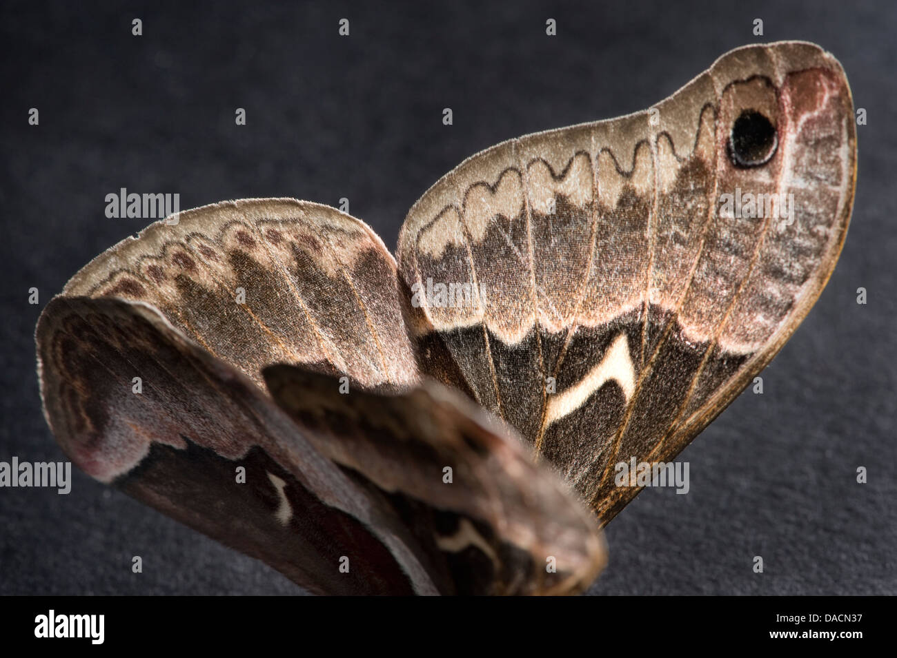 Close up wing details of a Brown promethea moth (Callosamia promethea ...