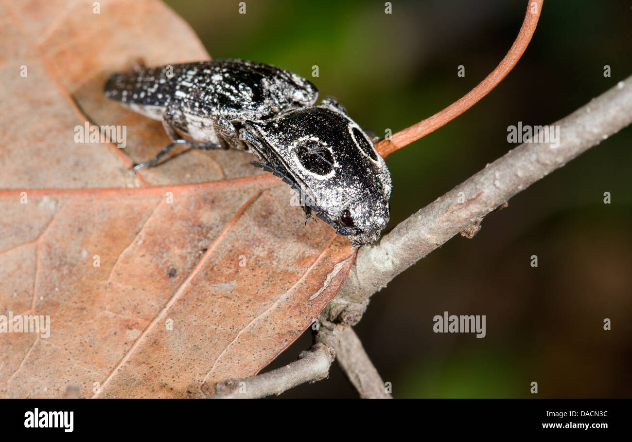 Black Eyed Click Beetle