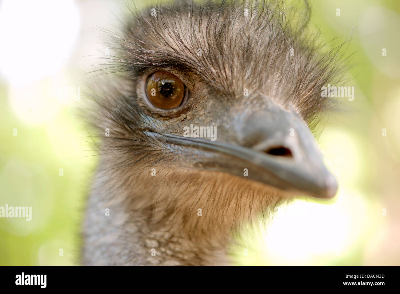Scary emu hi-res stock photography and images - Alamy