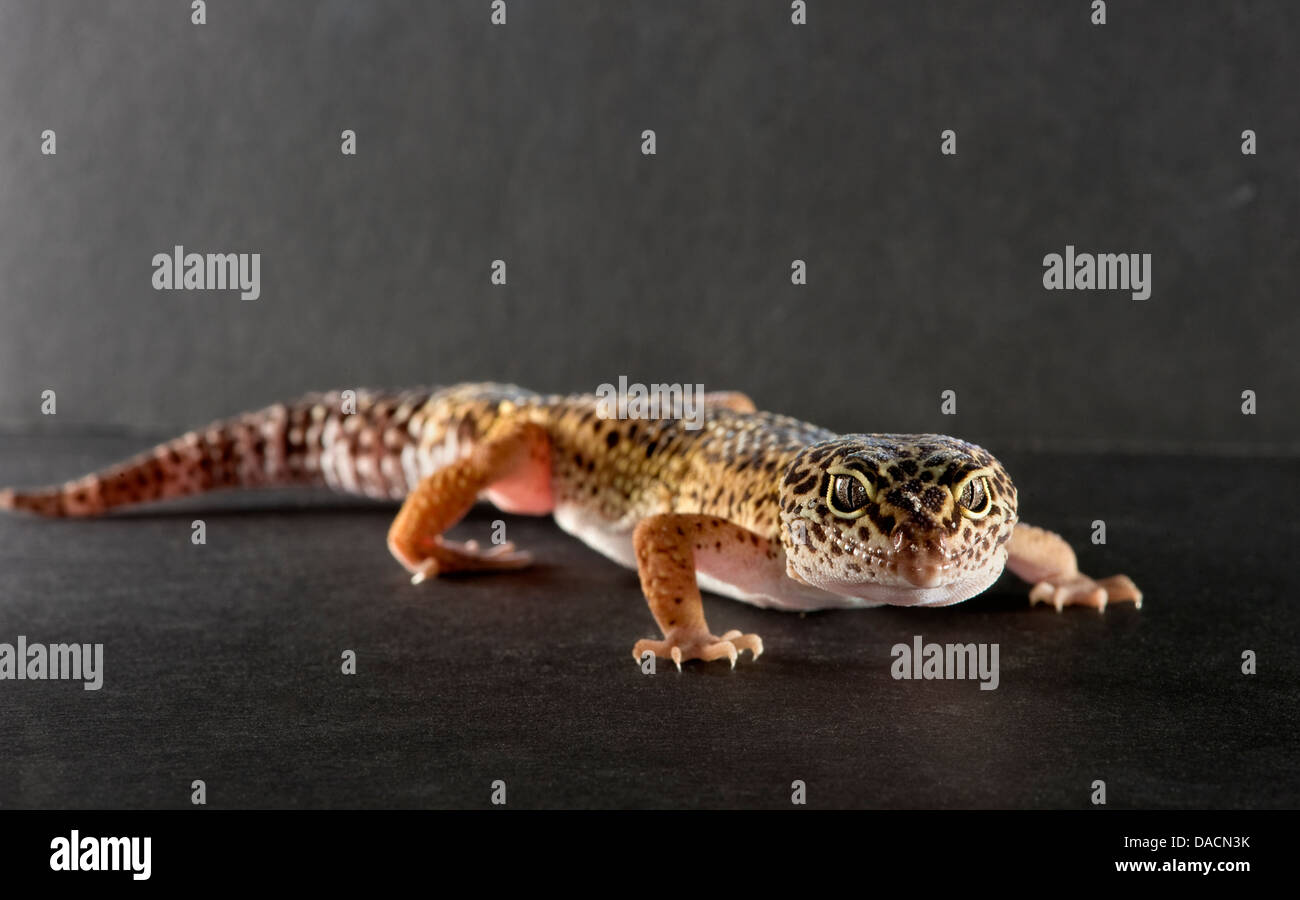 Brown gecko with yellow spots hi-res stock photography and images - Alamy