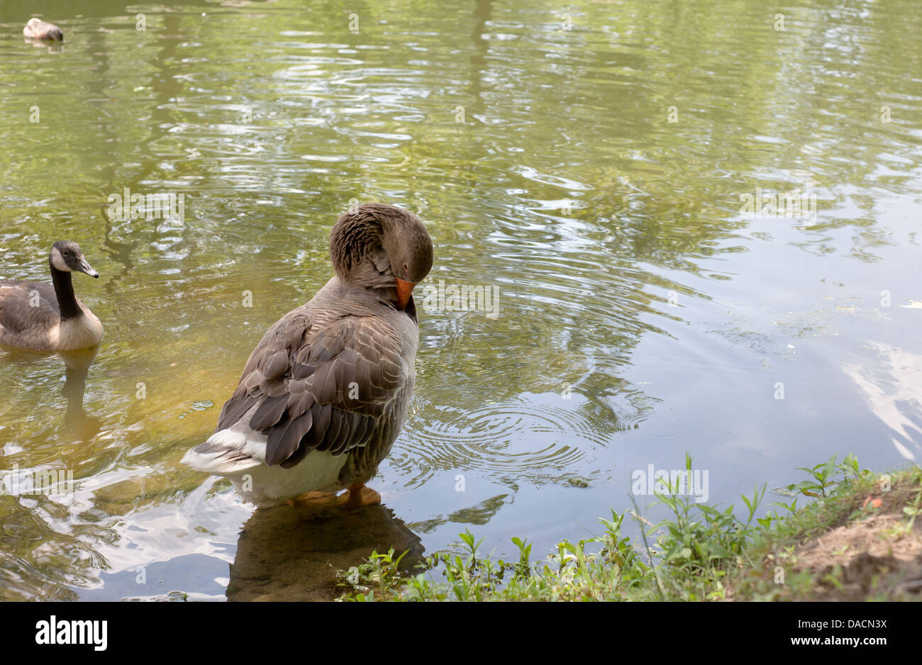 Canadian geese in a pond Stock Photo - Alamy