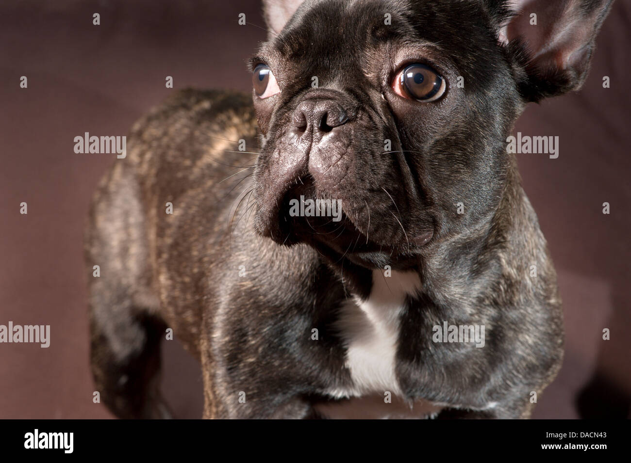 French Bulldog puppy standing up and looking left Stock Photo - Alamy