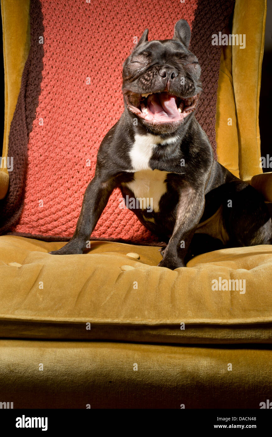 French Bulldog puppy appearing to laugh or smile Stock Photo - Alamy