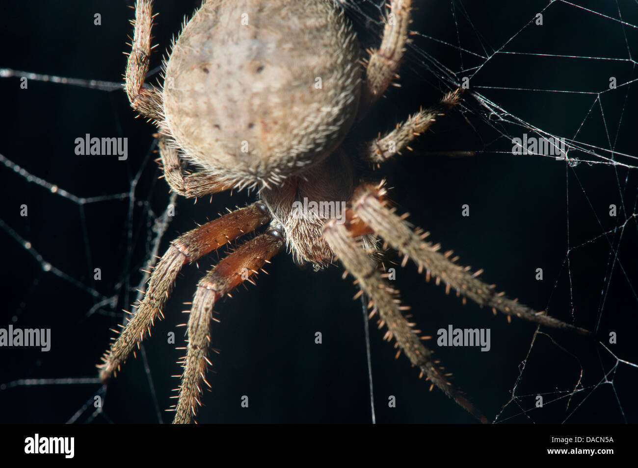 orb weaving spider (Neoscona crucifera ) macro shot Stock Photo - Alamy