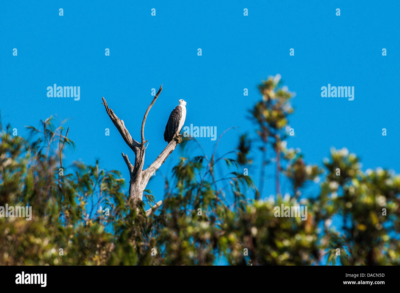 White-bellied Sea-Eagle (Haliaeetus leucogaster), Moreton Island ...
