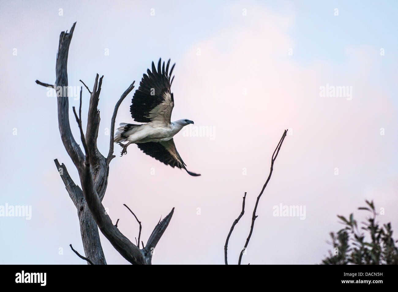 White-bellied Sea-Eagle (Haliaeetus leucogaster), Moreton Island ...