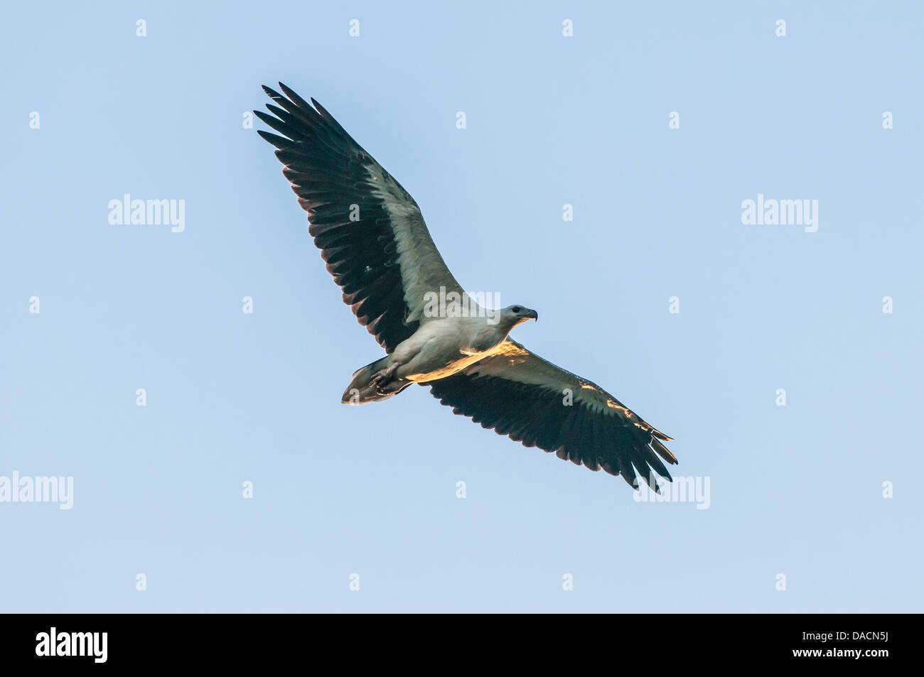 White-bellied Sea-Eagle (Haliaeetus leucogaster), Moreton Island ...